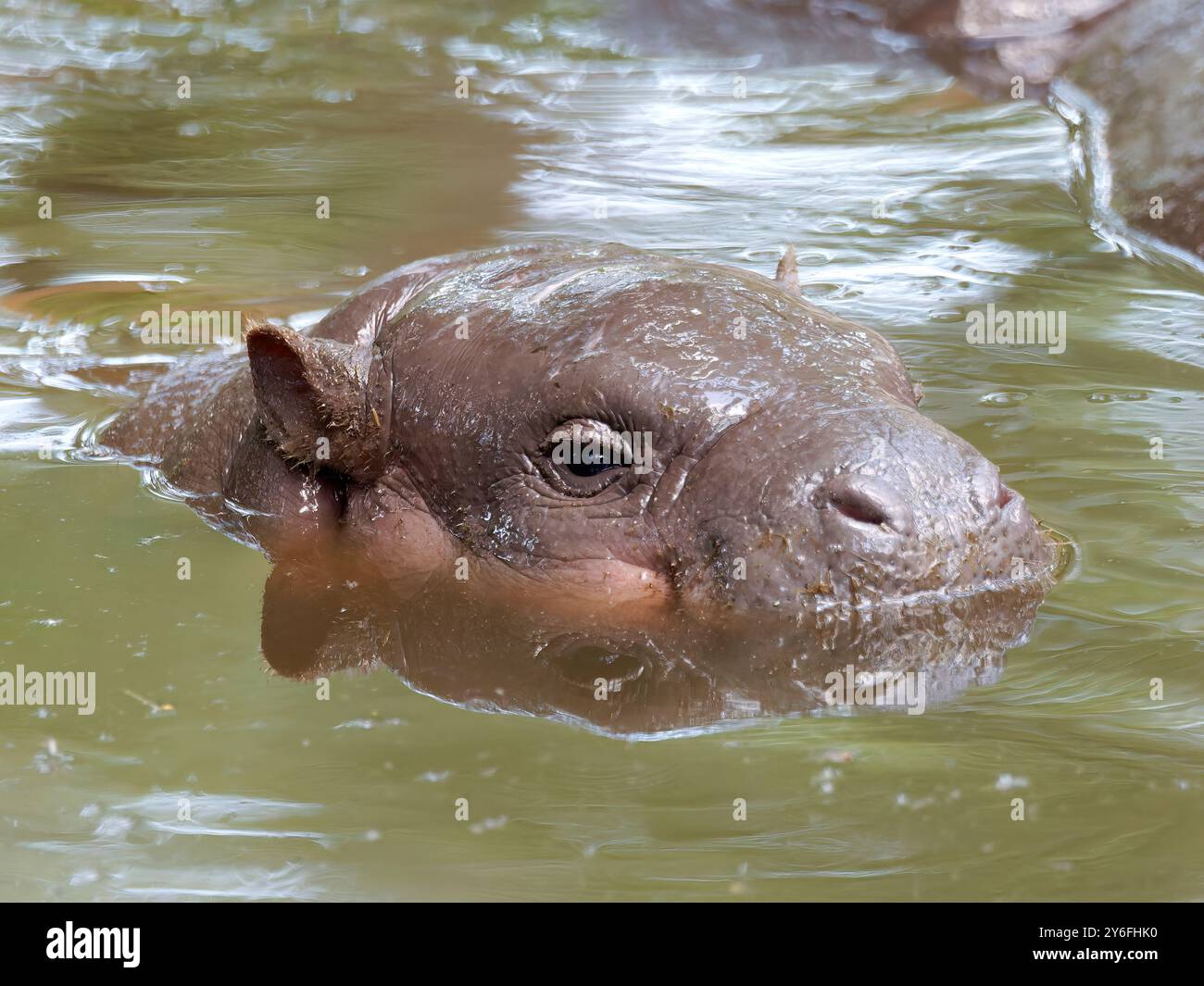 Pygmy hippopotamus, Zwergflusspferd, hippopotame pygmée, Hexaprotodon ...