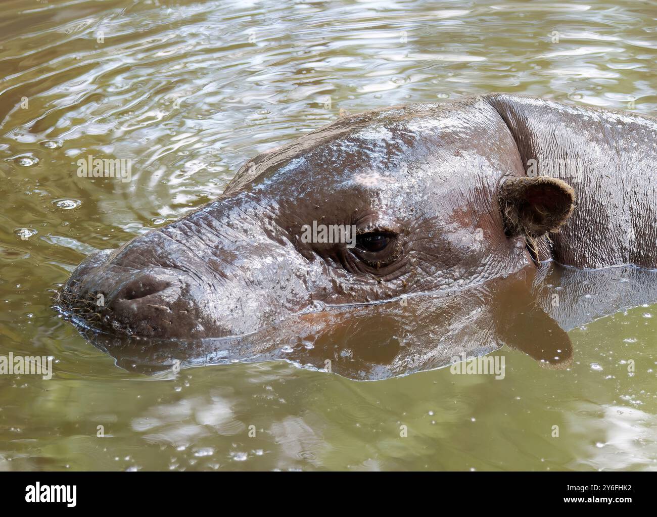 Pygmy hippopotamus, Zwergflusspferd, hippopotame pygmée, Hexaprotodon ...
