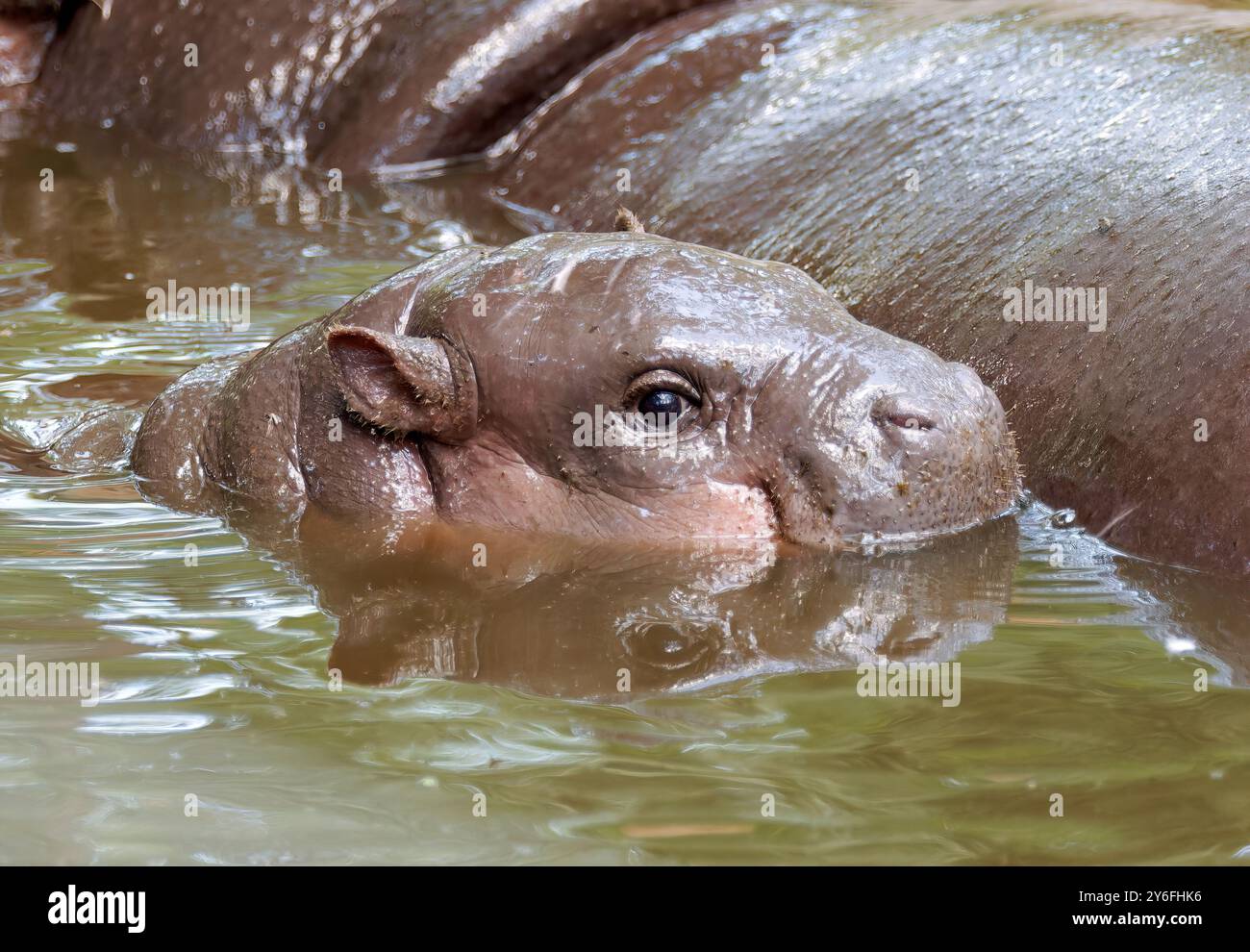 Pygmy hippopotamus, Zwergflusspferd, hippopotame pygmée, Hexaprotodon ...
