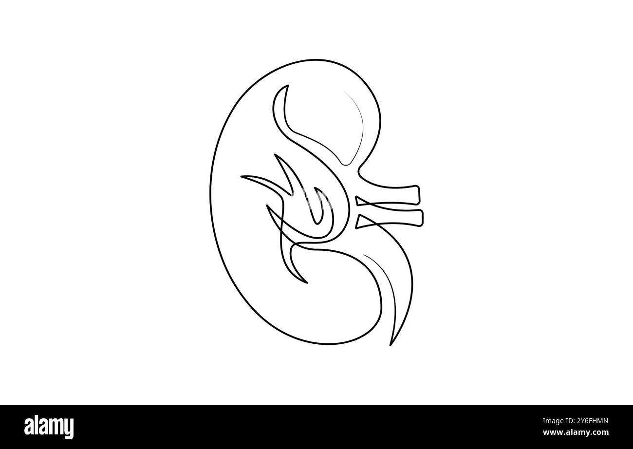 Human kidney Black and White Stock Photos & Images - Alamy