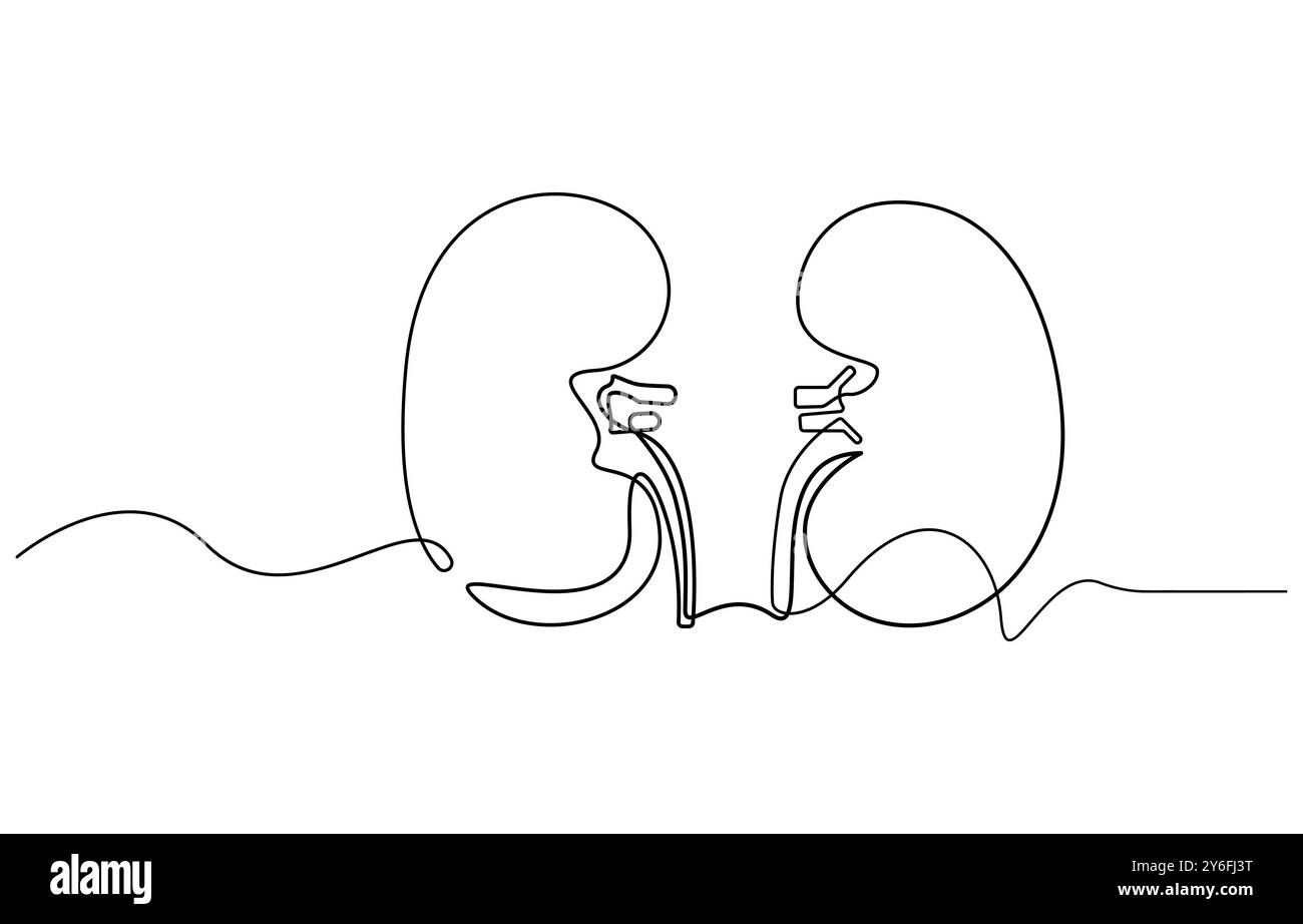 One healthy kidney Stock Vector Images - Alamy