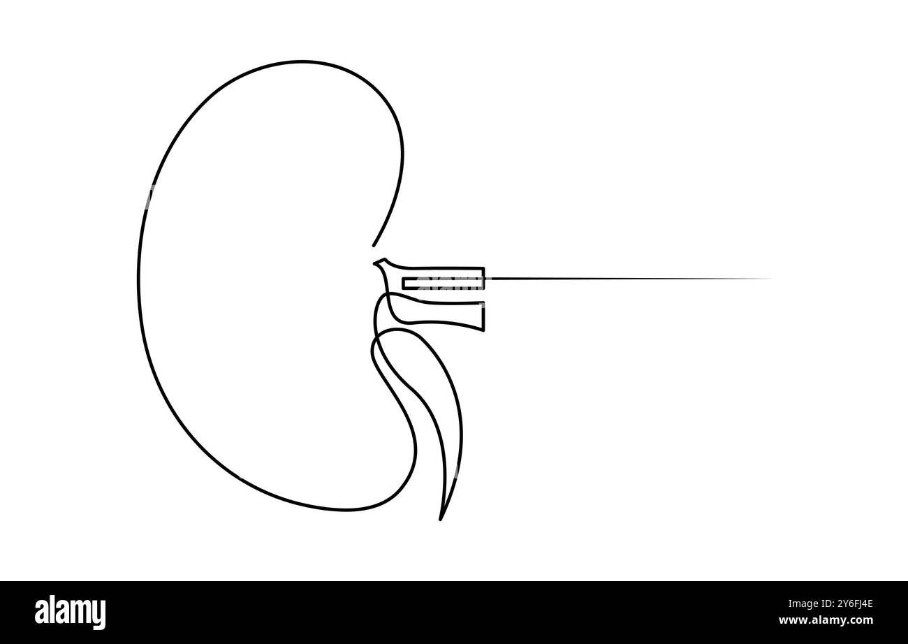 Human kidney Black and White Stock Photos & Images - Alamy