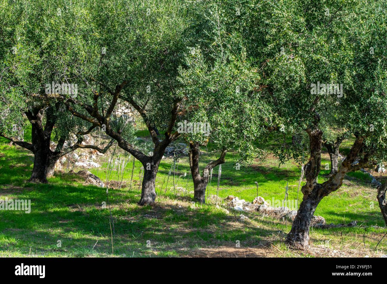 olive trees growing on the greek island of zante, zakynthos, greece ...