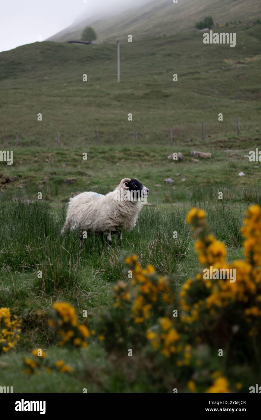 Embracing the simple beauty of the countryside – a lone sheep standing ...