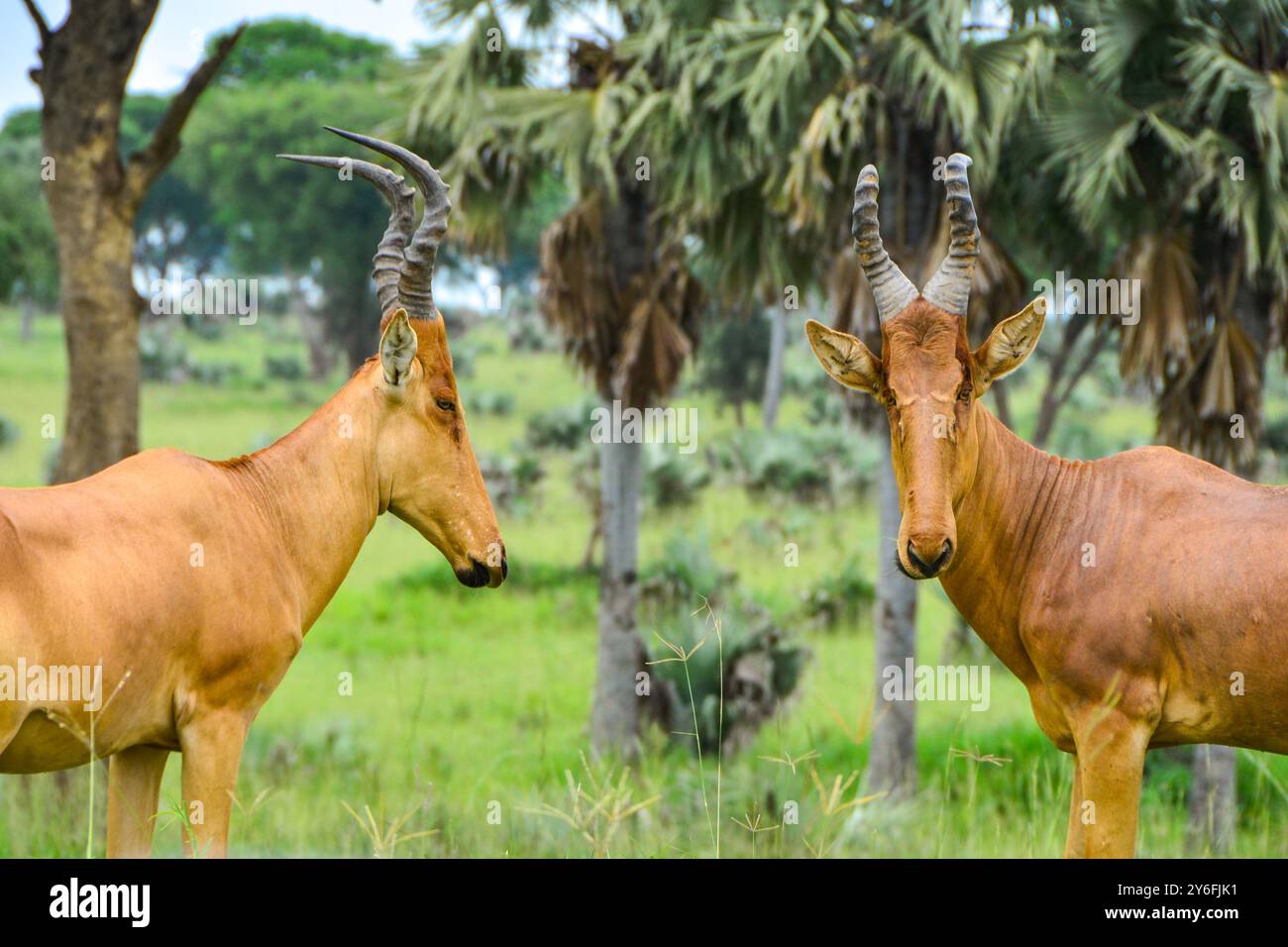 Jackson's Hartebeest in Murchison Falls National Park Uganda Stock ...