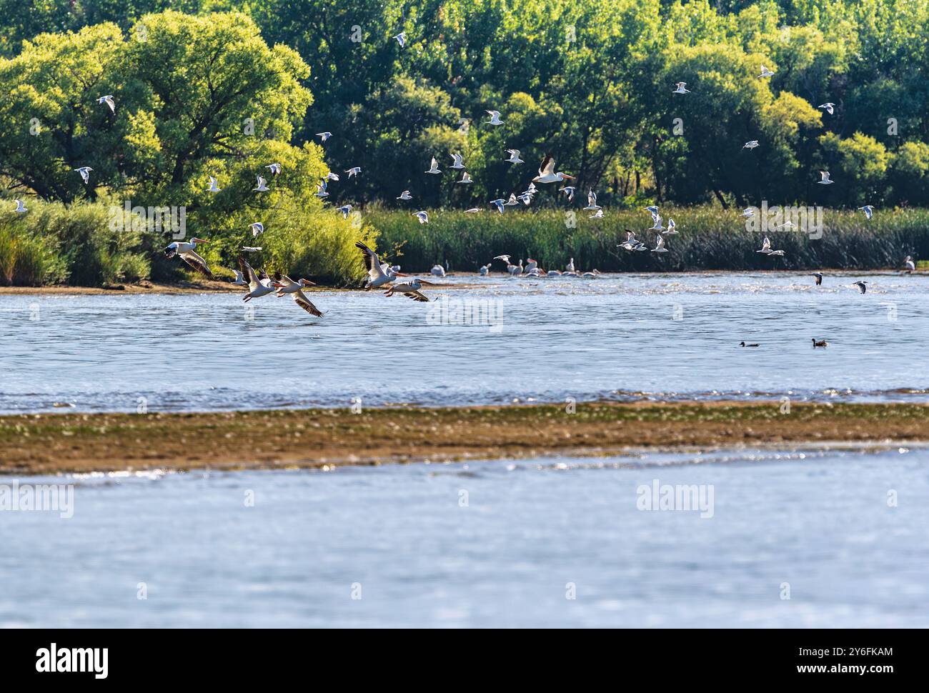 American White Pelicans and Seagulls take flight across the landscape ...