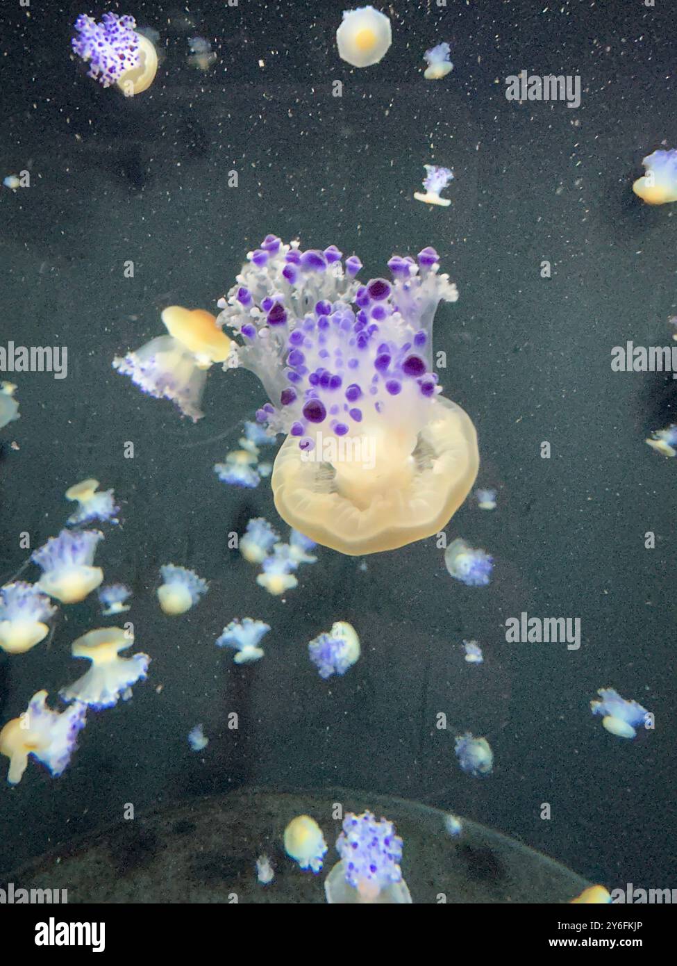 Purple jellyfish hi-res stock photography and images - Alamy