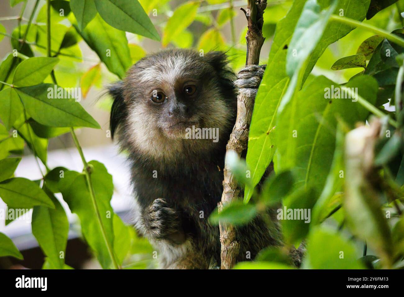 A monkey is sitting on a tree branch. The monkey is looking at the ...