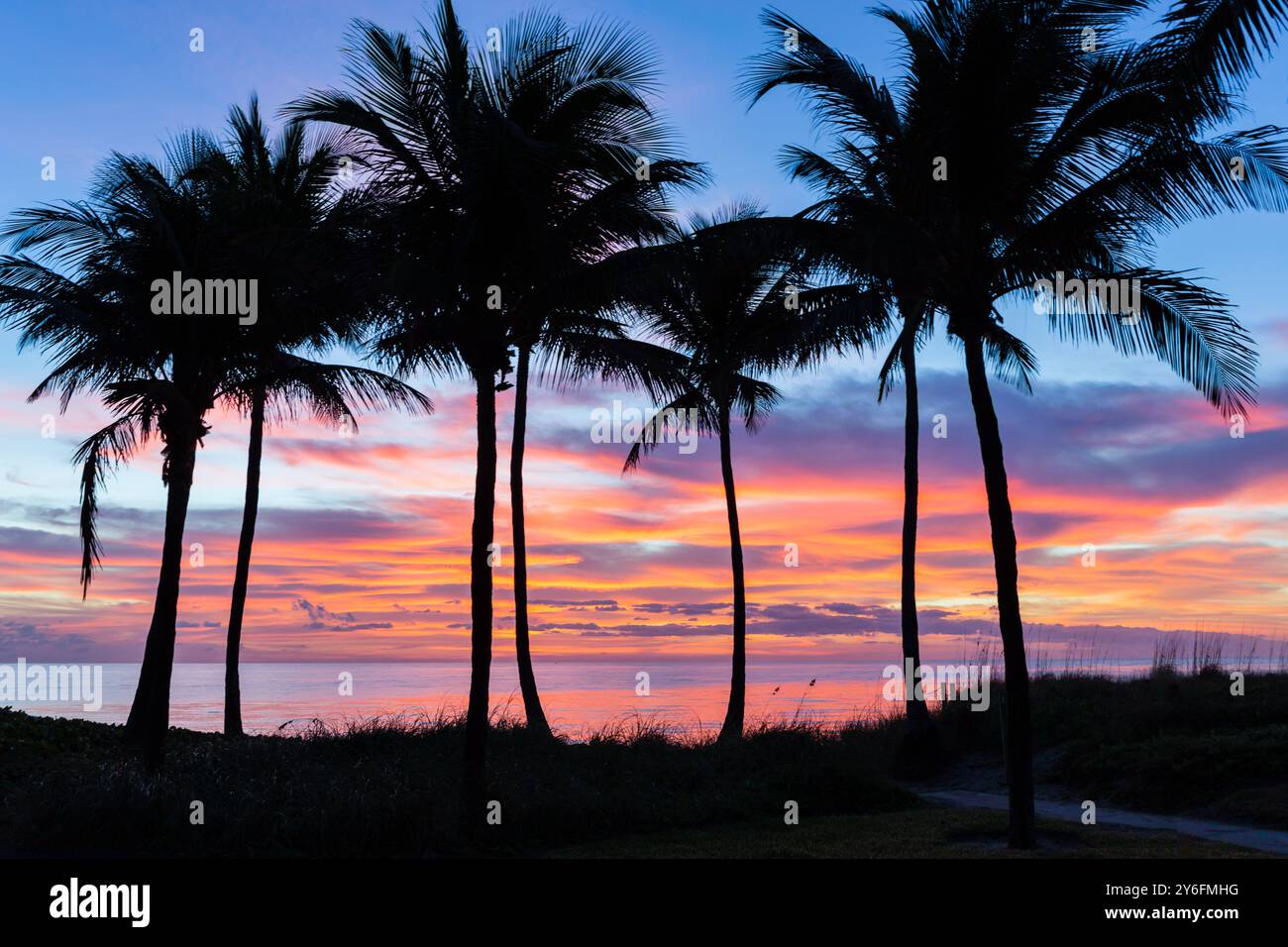 Colorful Tropical Sunrise Over Deerfield Beach, Florida with Palm Trees Silhouetted Against ...