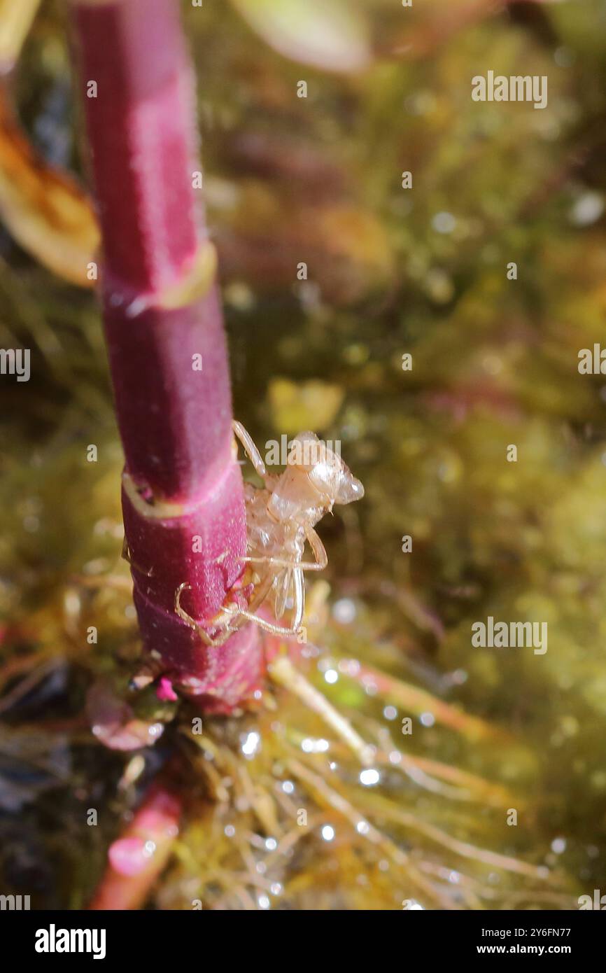 Drogonfly's cast skin, called an exuvia in a garden pond Stock Photo ...