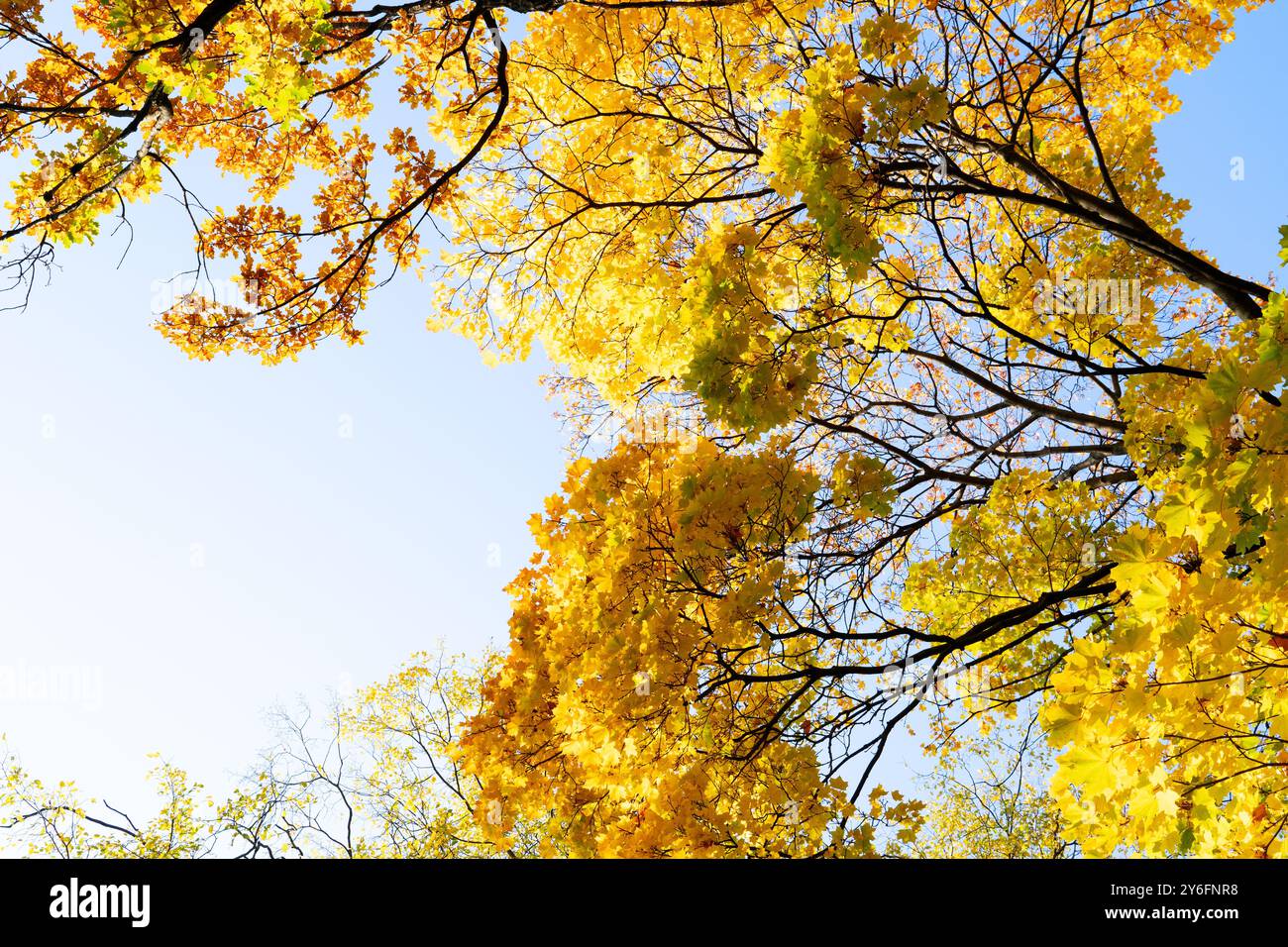 Vibrant fall foliage Stock Photo - Alamy