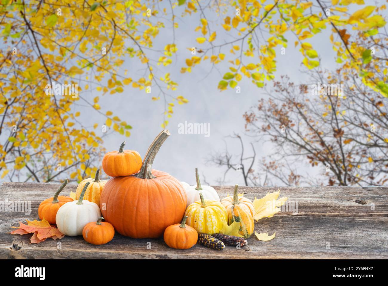 pumpkin on table Stock Photo - Alamy