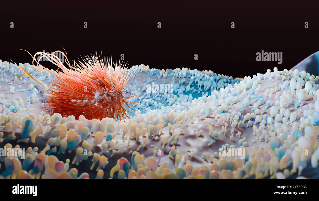 Peritrichous Bacteria with lot of flagellum, harmful bacillus with long tails, prokaryote ...