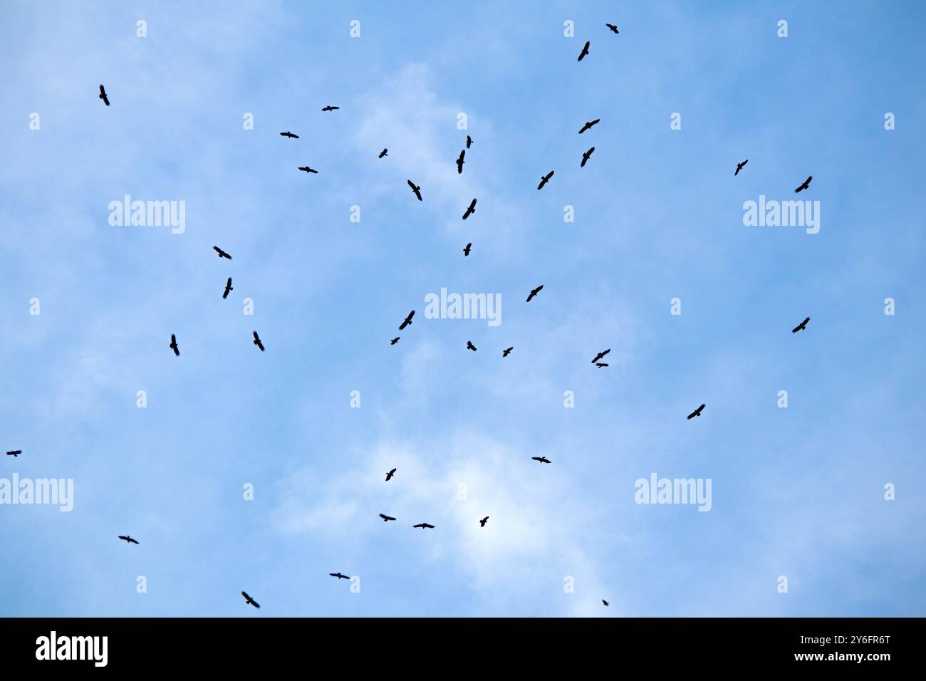 Birds of prey in autumn migration fly over Istanbul. Flock of birds of ...