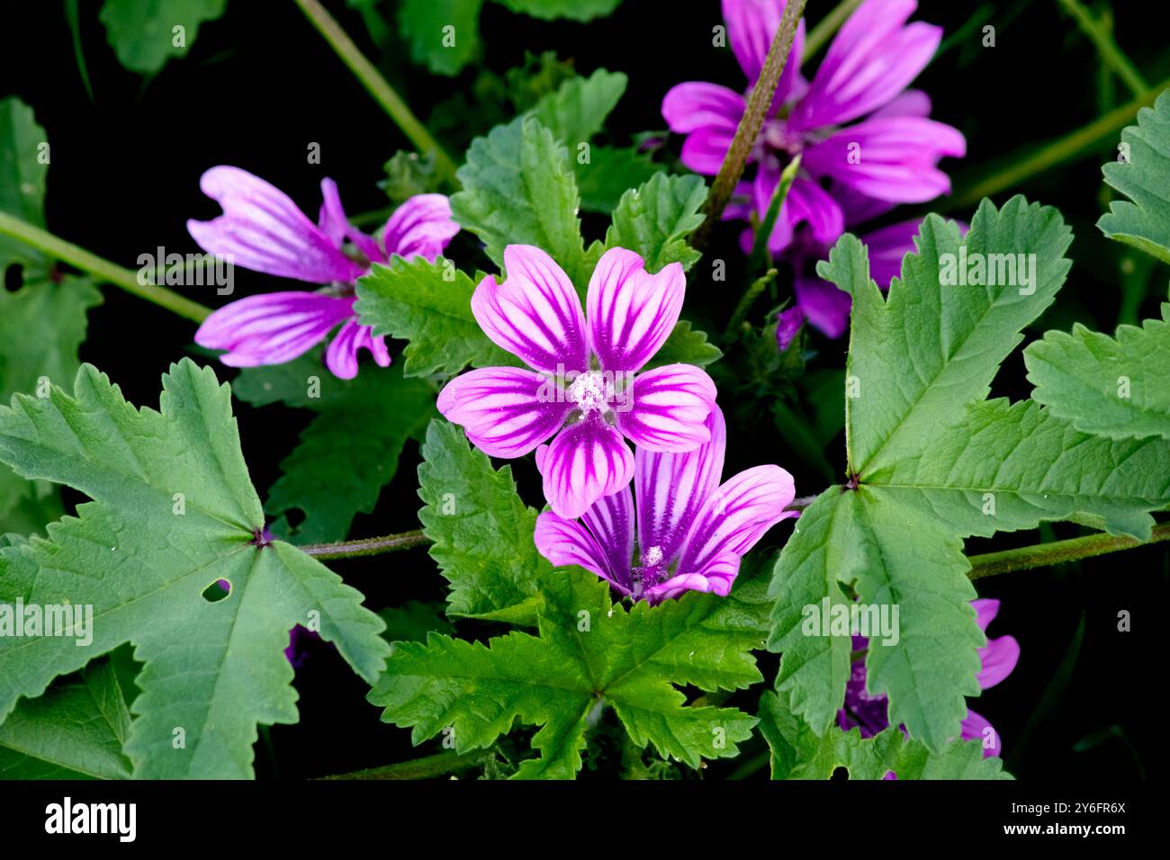 Purple Common mallow (Malva sylvestris) flower among green leaves ...