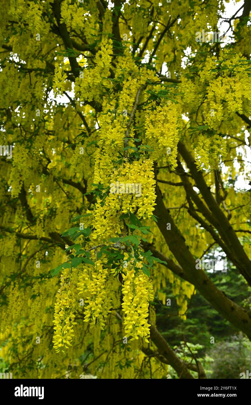 Vivid yellow spring blooms on laburnum tree in full flower UK garden ...