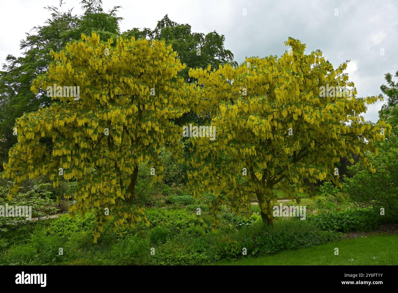 Vivid yellow spring blooms on laburnum trees in full flower UK garden ...