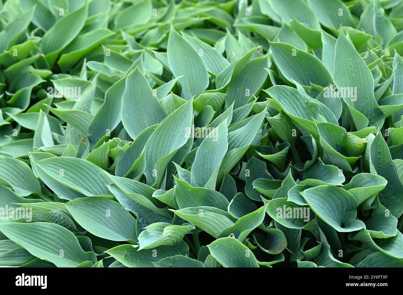 Glaucous blue green leaves of hosta October Sky UK garden May Stock ...