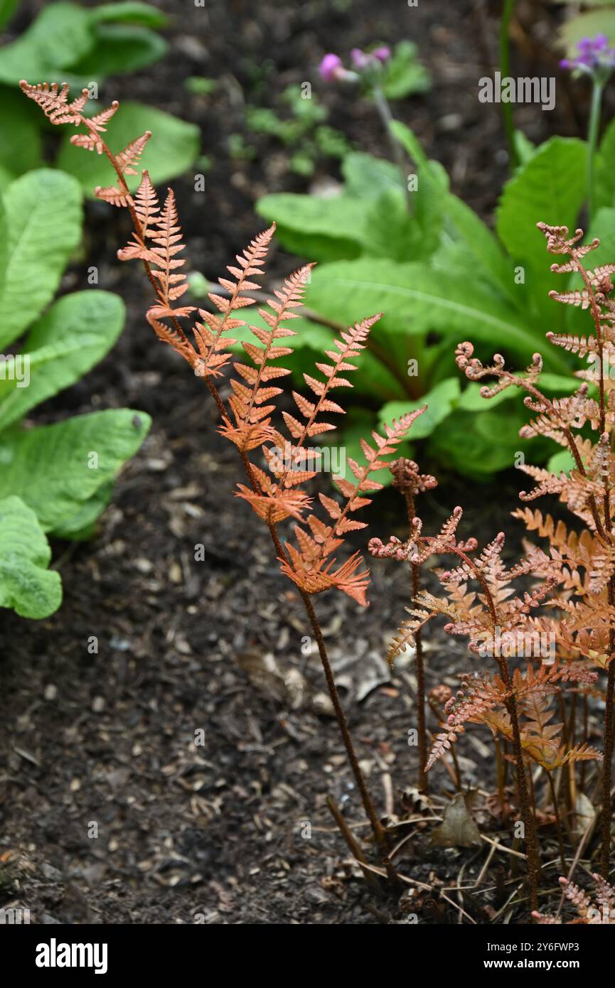 Fern garden japanese hi-res stock photography and images - Alamy