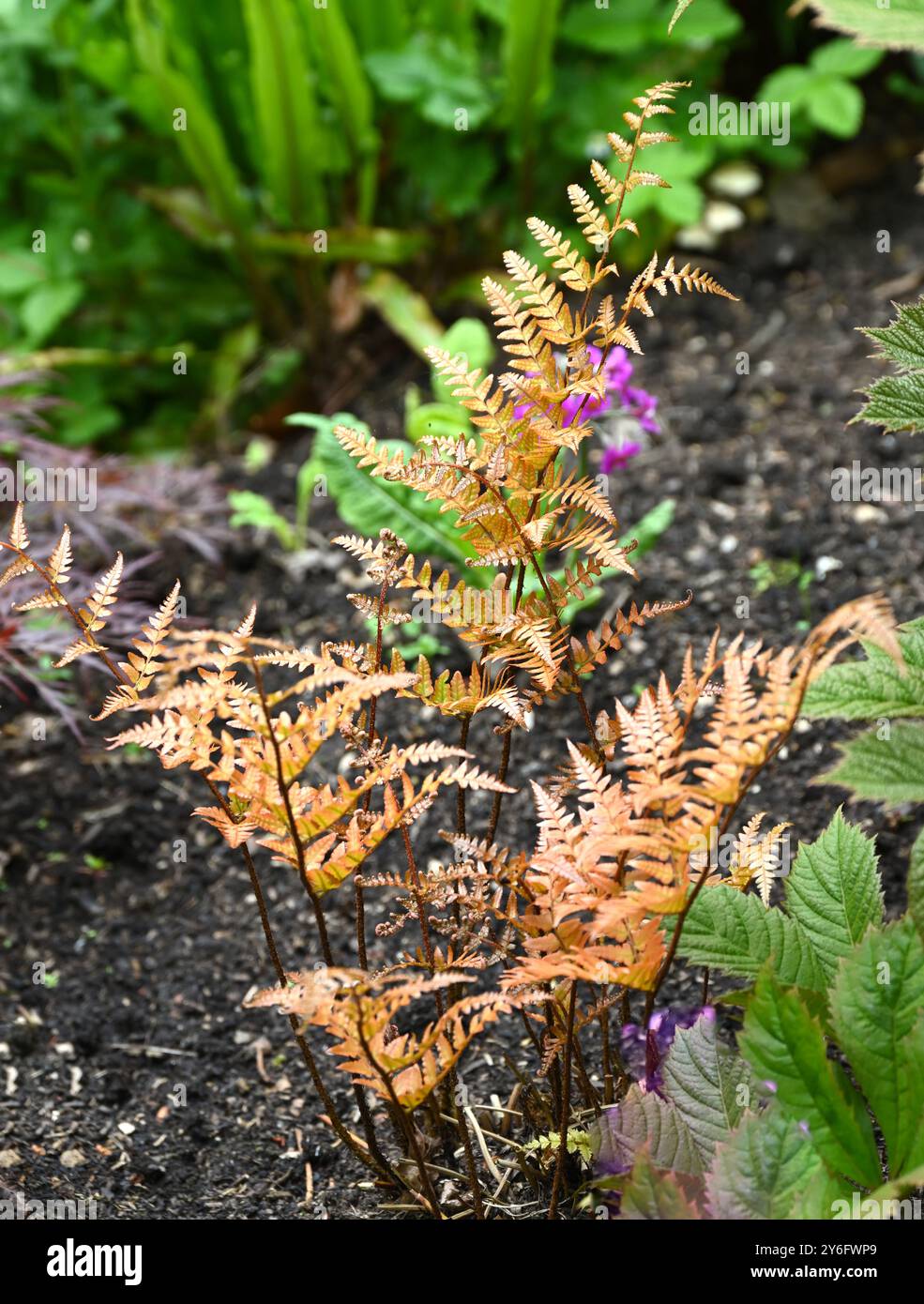 Fern garden japanese hi-res stock photography and images - Alamy