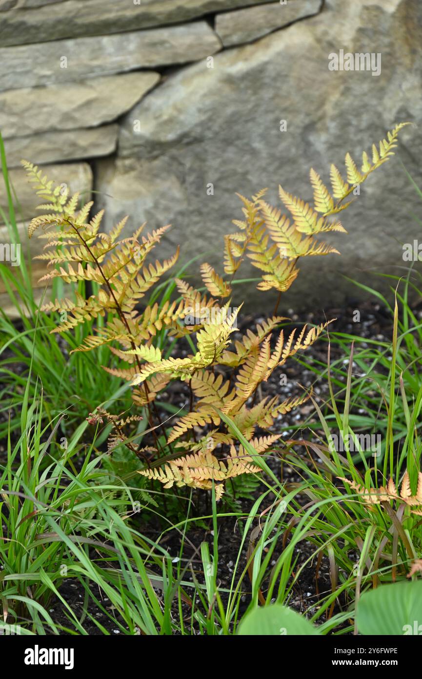 Vivid orange fronds of copper shield fern, Dryopteris erythrosora ...