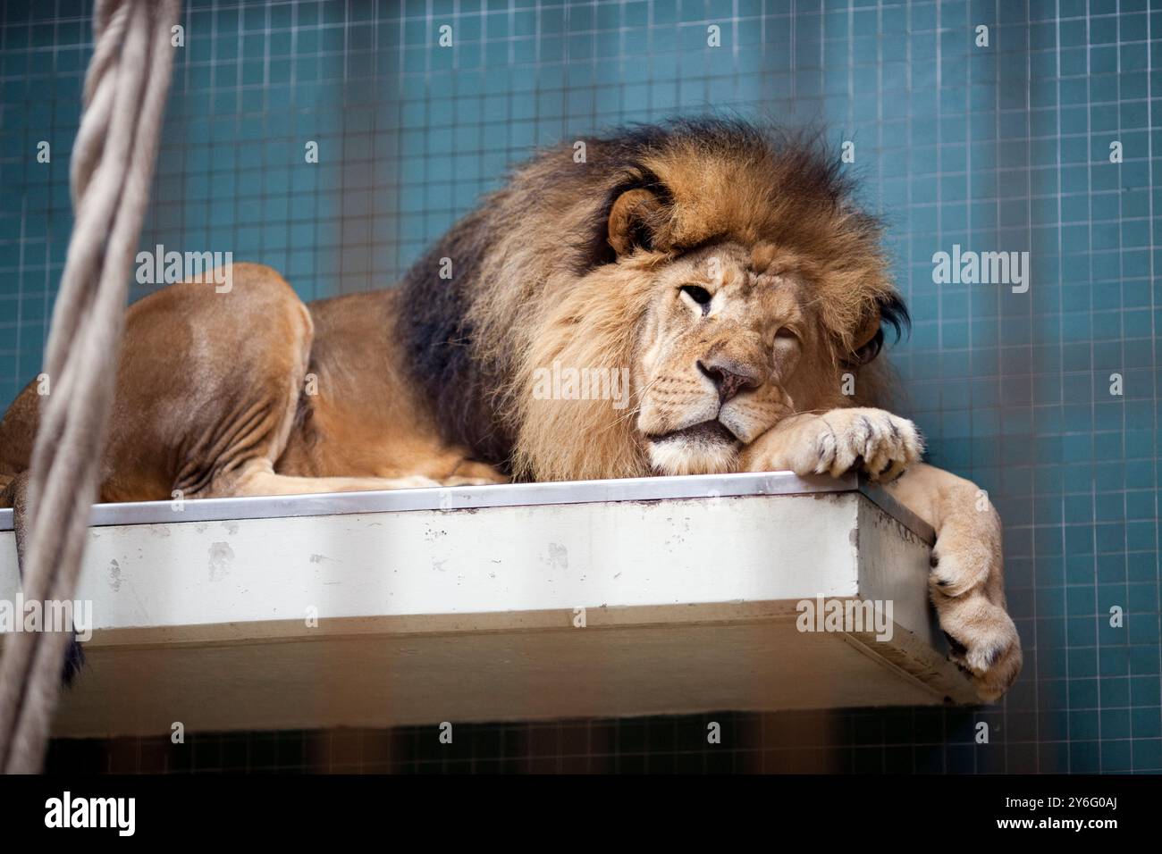A lion lies comfortably on a platform at the Berlin Zoo, enjoying a ...