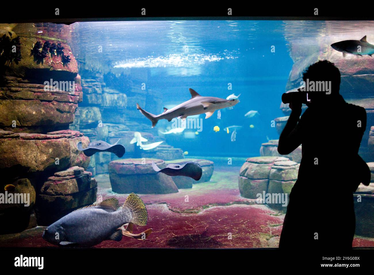 A visitor takes pictures of sharks and various fish at the Berlin Zoo ...