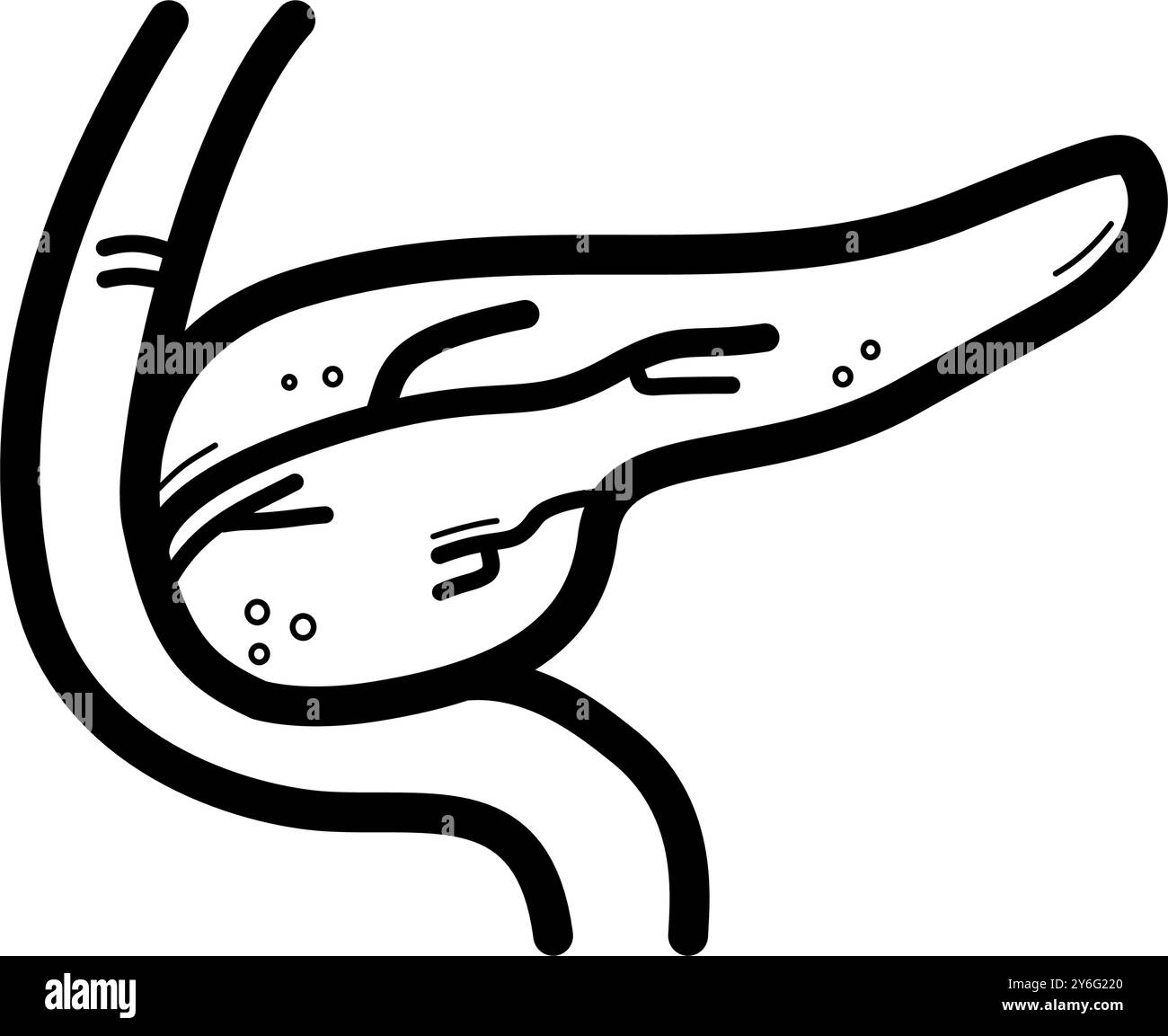 human pancreas - vector icon Stock Vector Image & Art - Alamy