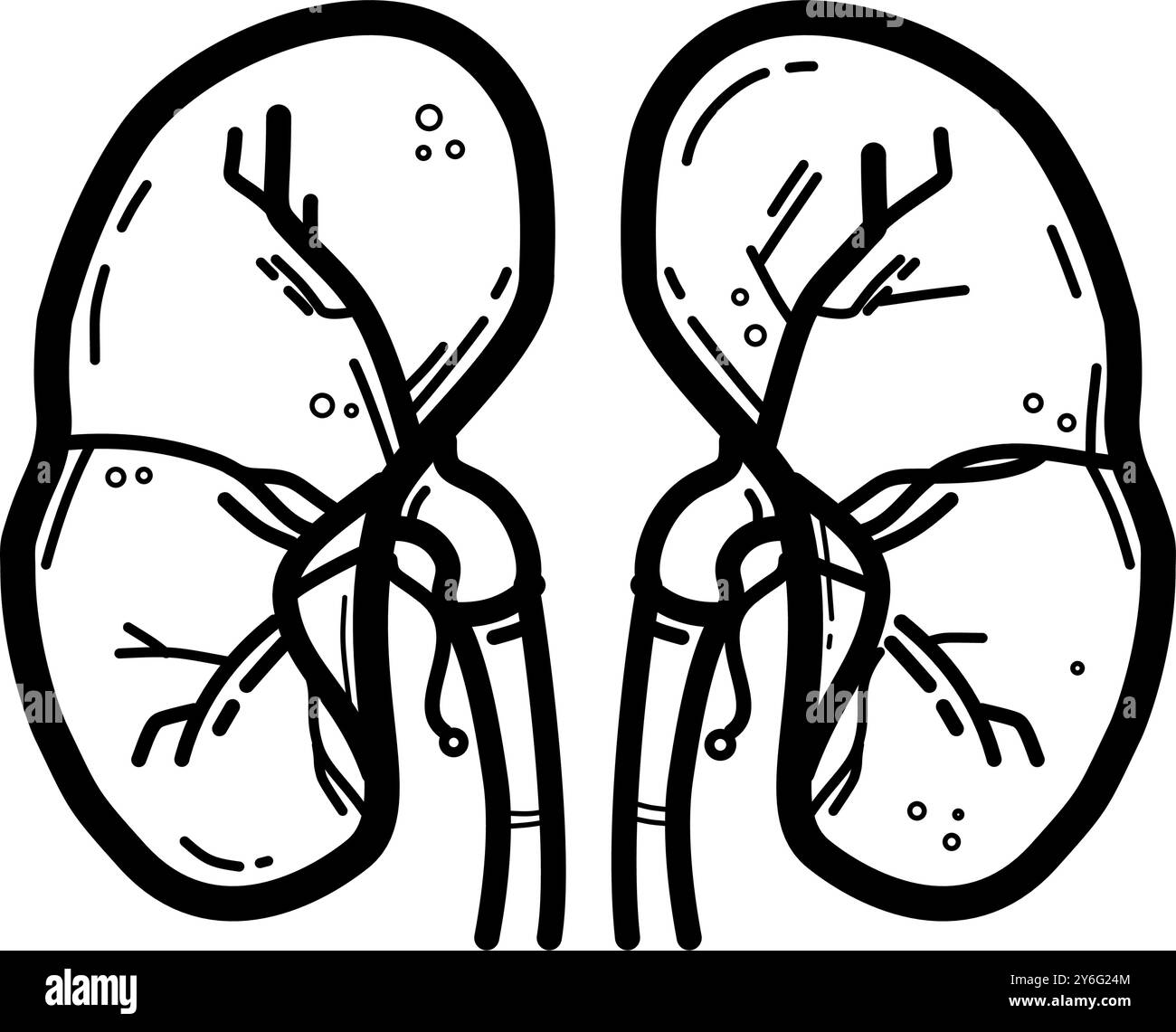 human kidneys - vector icon Stock Vector Image & Art - Alamy