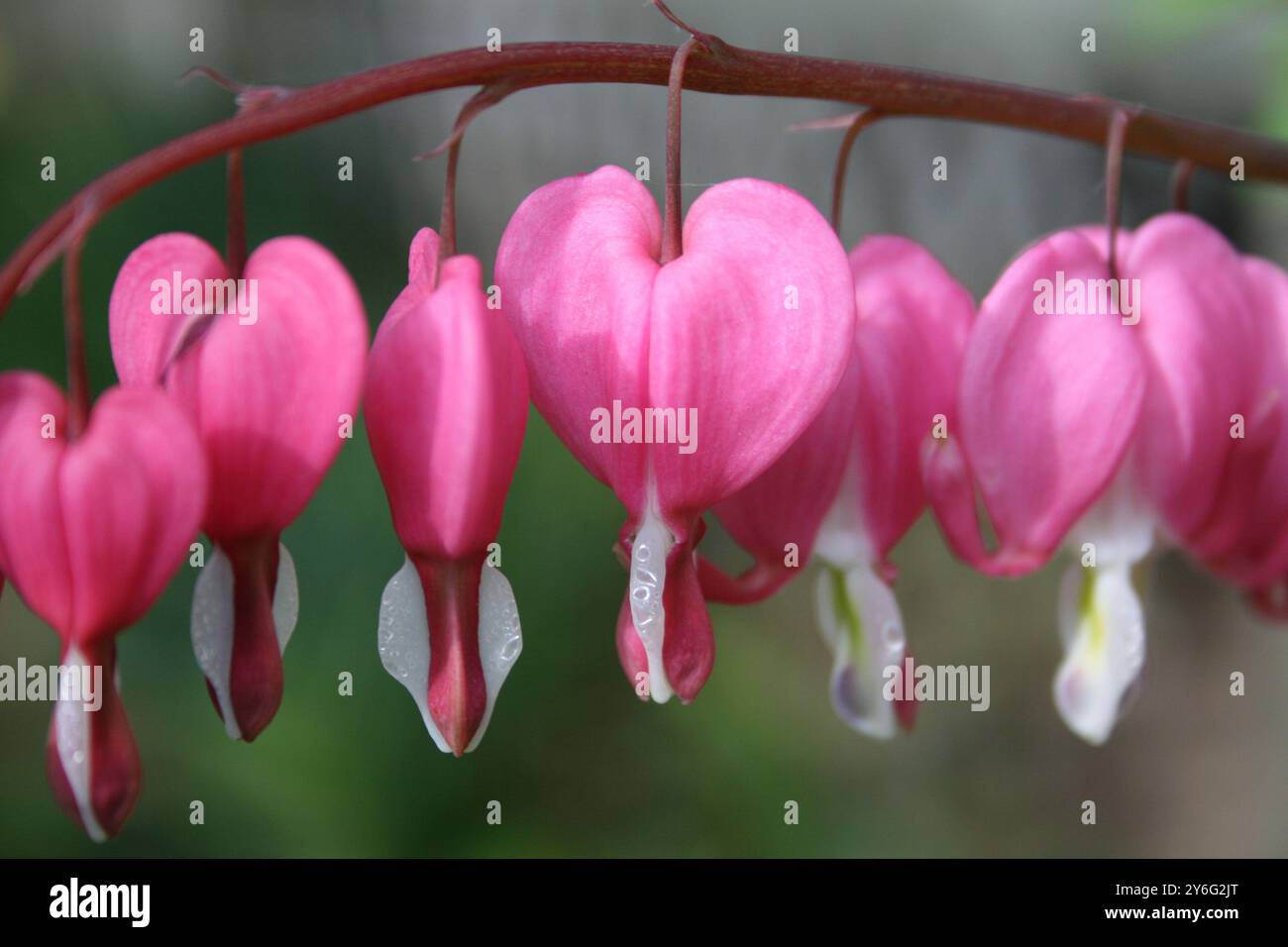 Beautiful Pink Bleeding Heart Stock Photo - Alamy