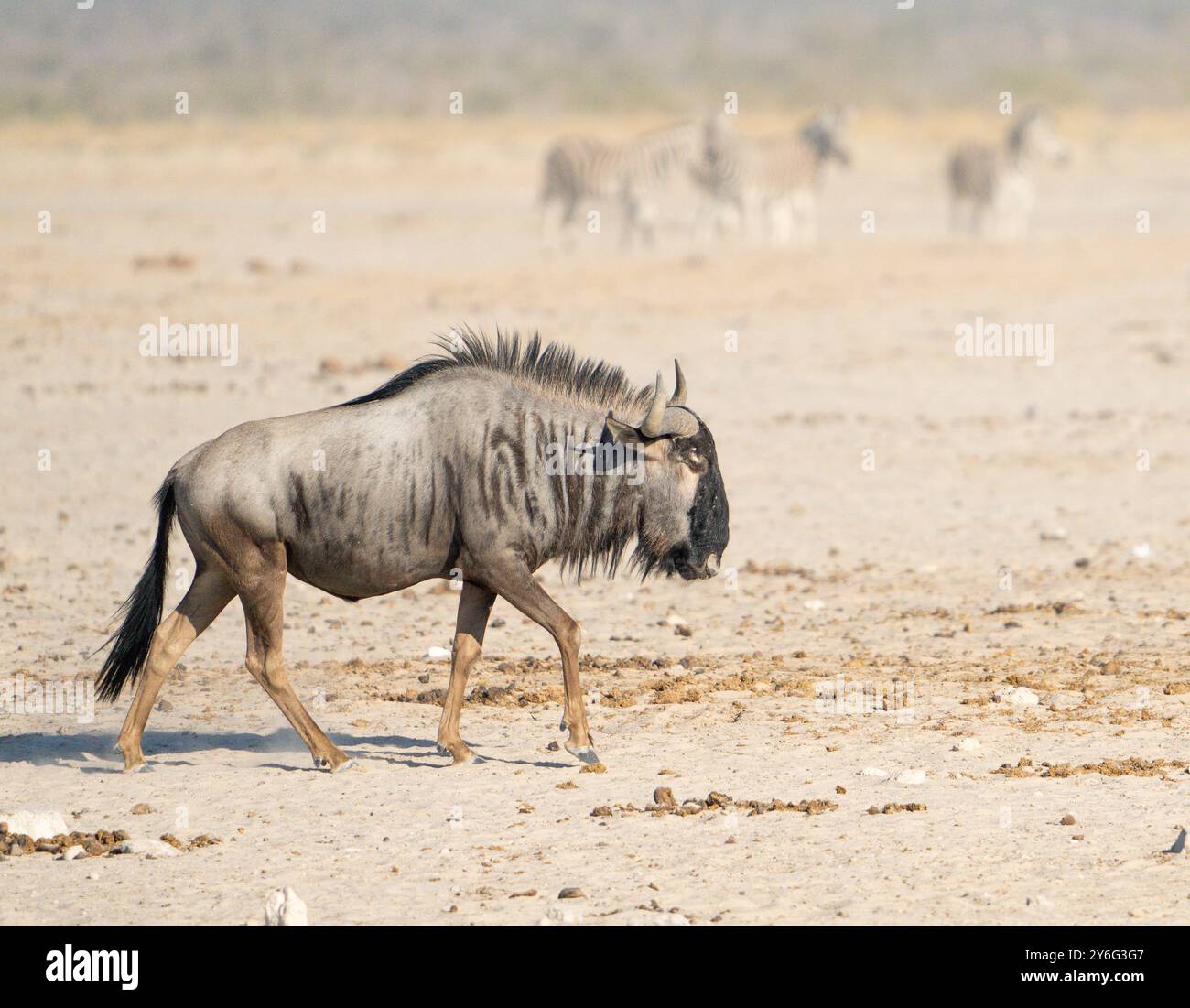 Blue wildebeest in desert hi-res stock photography and images - Alamy
