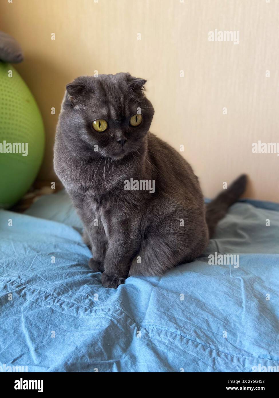 A Scottish Fold cat with distinctive folded ears and striking amber ...