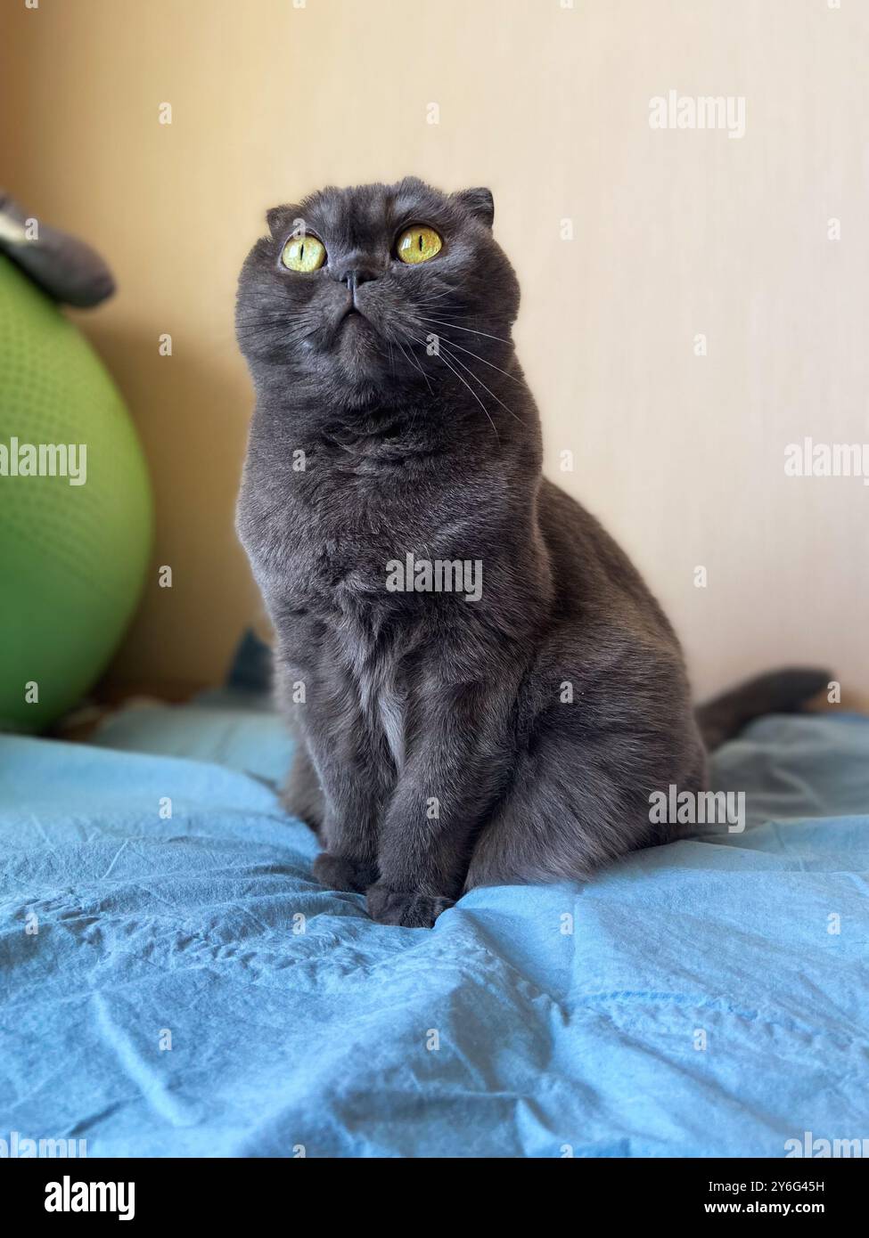 A Scottish Fold cat with distinctive folded ears and striking amber ...