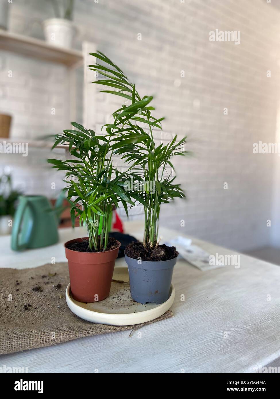 Two vibrant green potted plants are placed side by side on a light ...