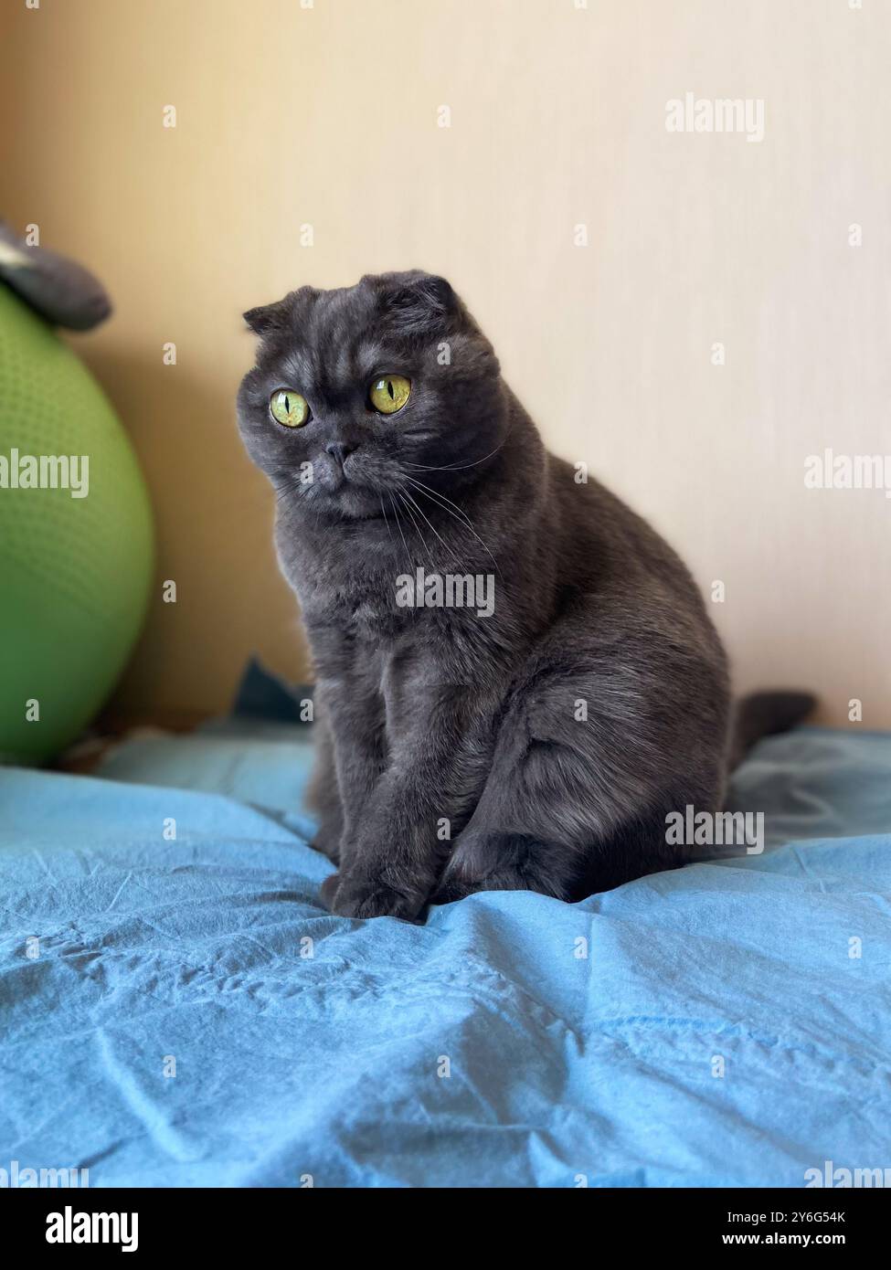 A Scottish Fold cat with distinctive folded ears and striking amber ...