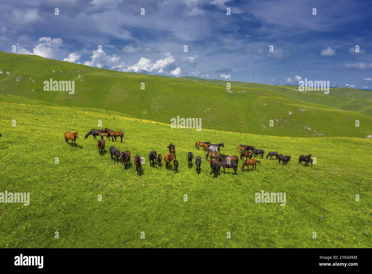 Aerial top view group horses hi-res stock photography and images - Alamy