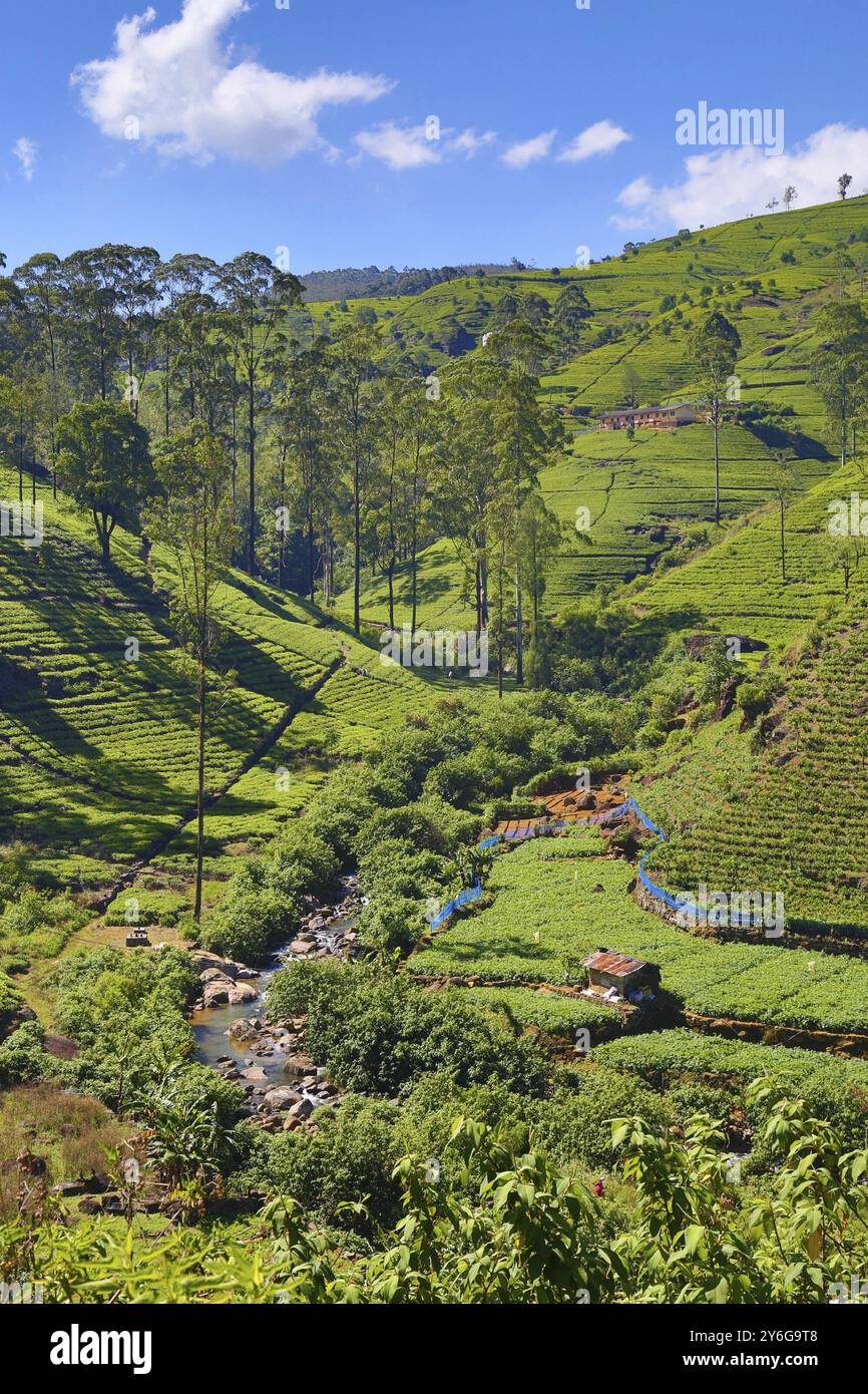 Beautiful mountain landscape with tea plantation in Sri Lanka, HDR ...