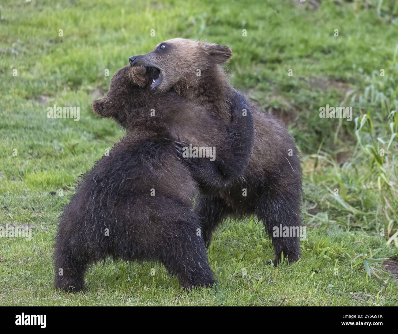 Two brown bear cubs playing in the wild, Kamchatka, Russia, Europe ...