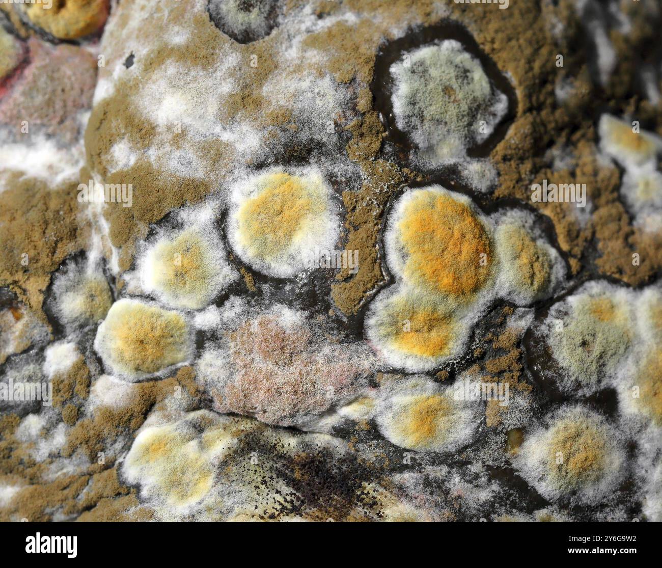 Macro shot of mold colonies Stock Photo - Alamy