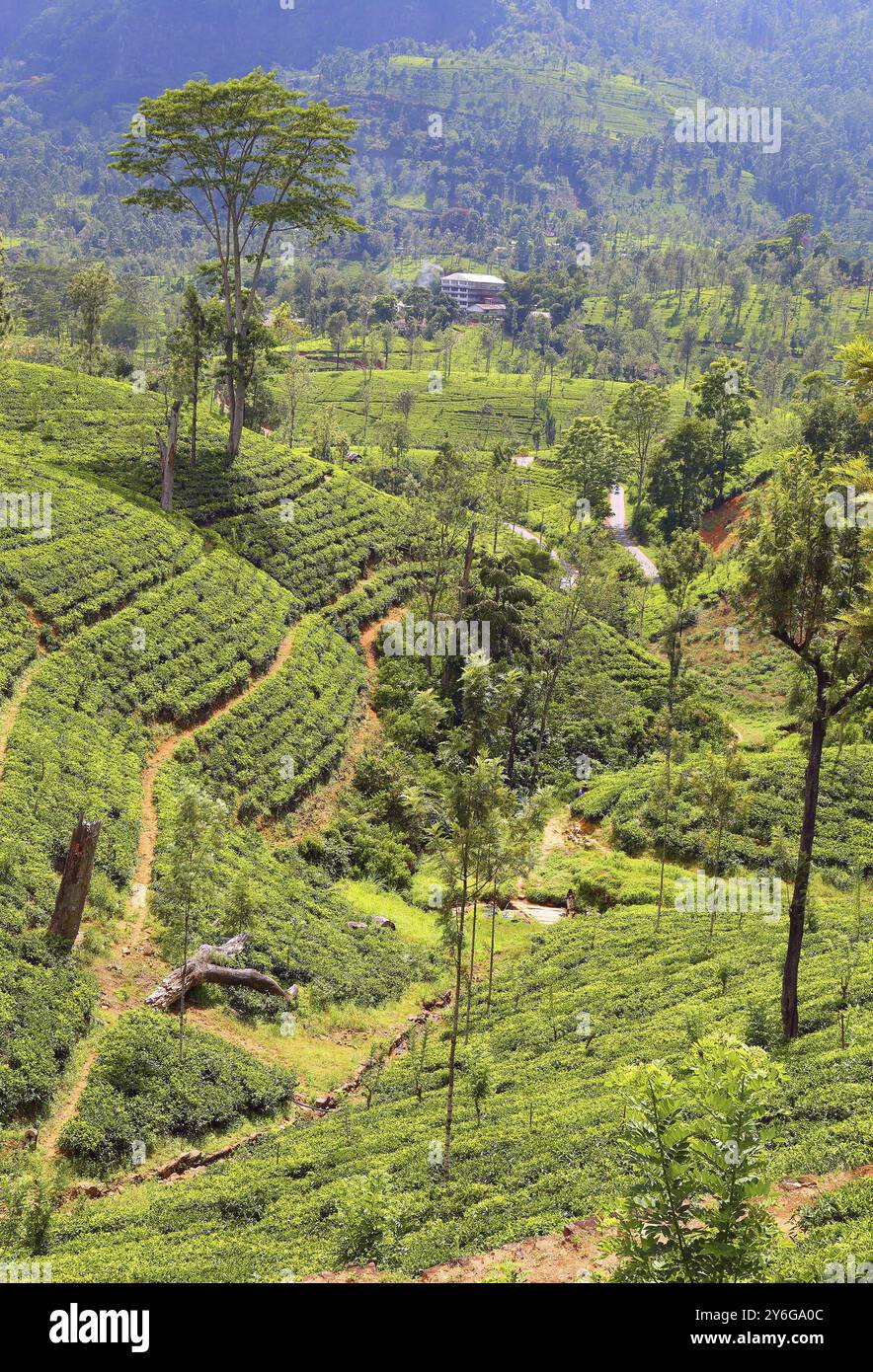 Mountain tea plantation in Sri Lanka Stock Photo - Alamy