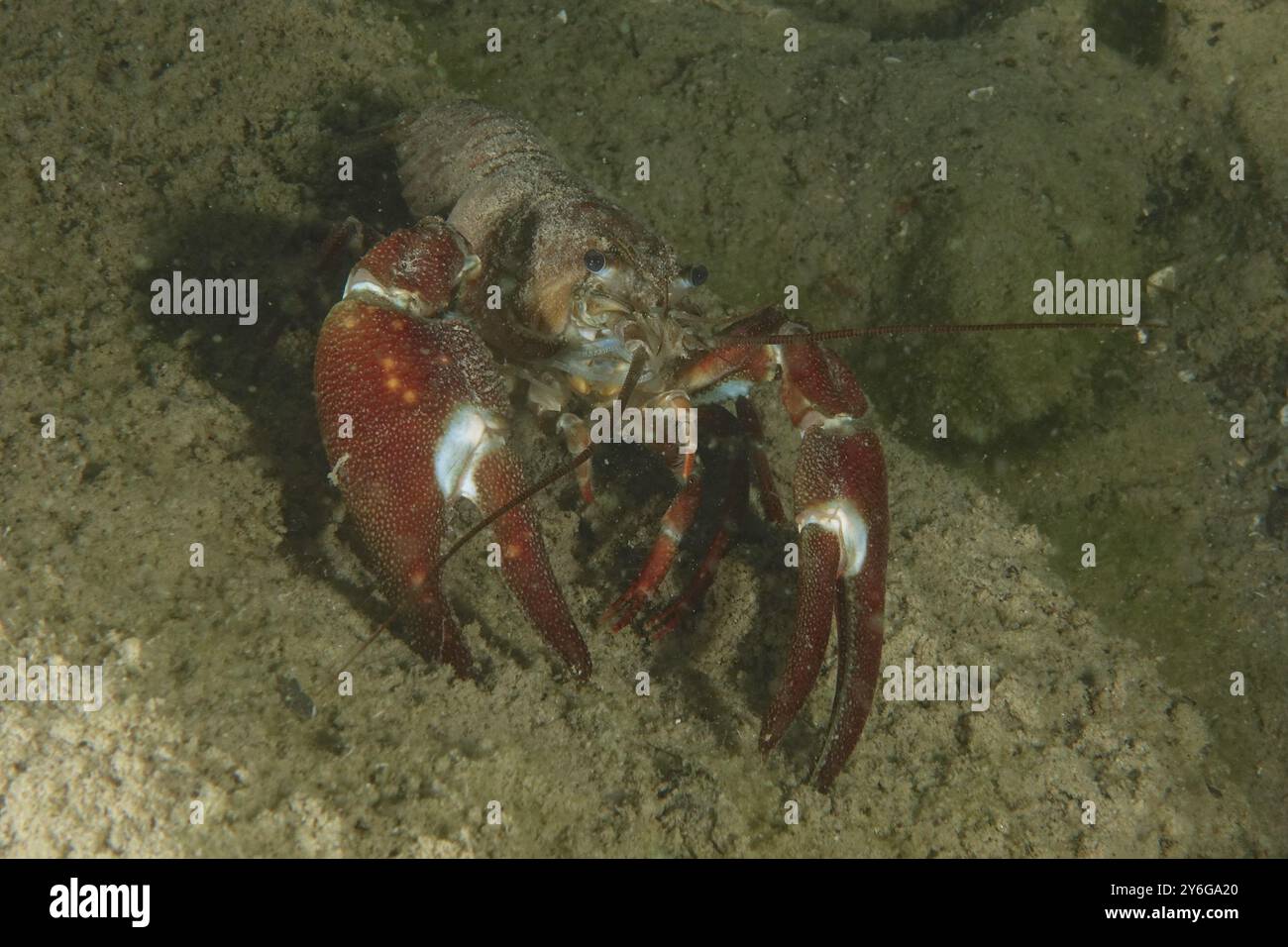 A signal crayfish (Pacifastacus leniusculus), American crayfish ...