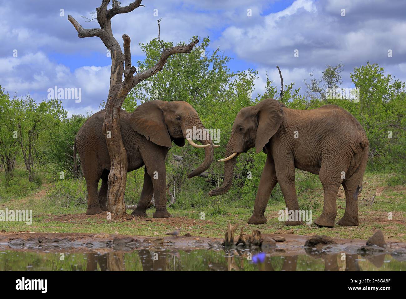 African elephant (Loxodonta africana), adult, male, two bulls, fighting ...