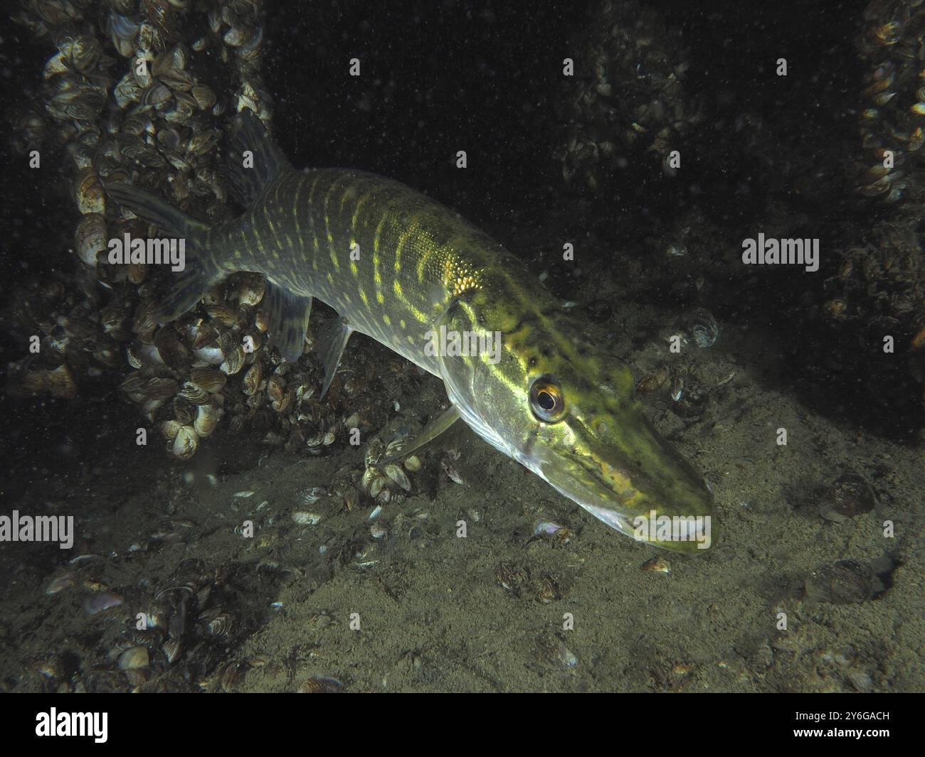 A striped fish, pike (Esox lucius), swims past a dark, shell-covered ...