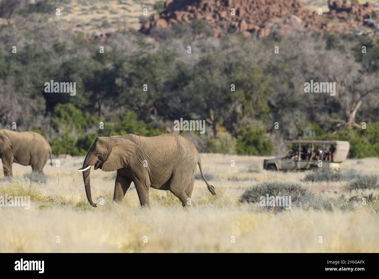 Tourists watching desert elephants (Loxodonta africana) in the Ugab dry ...