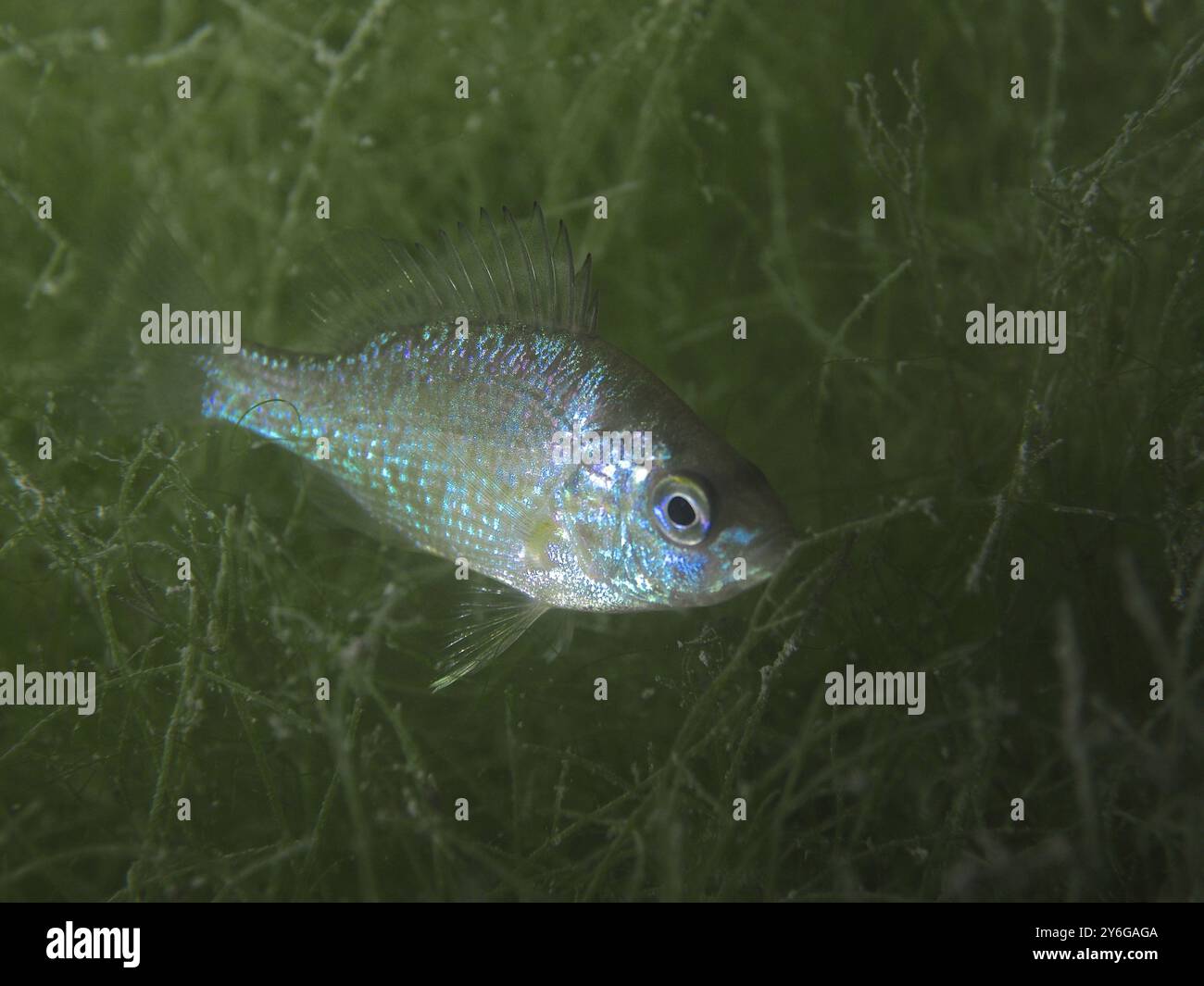 Zuri lake hi-res stock photography and images - Alamy