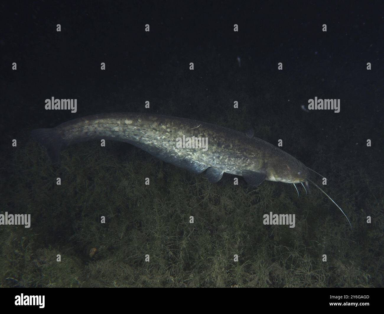 A long catfish (Silurus glanis), Waller, swimming at night in a dark ...