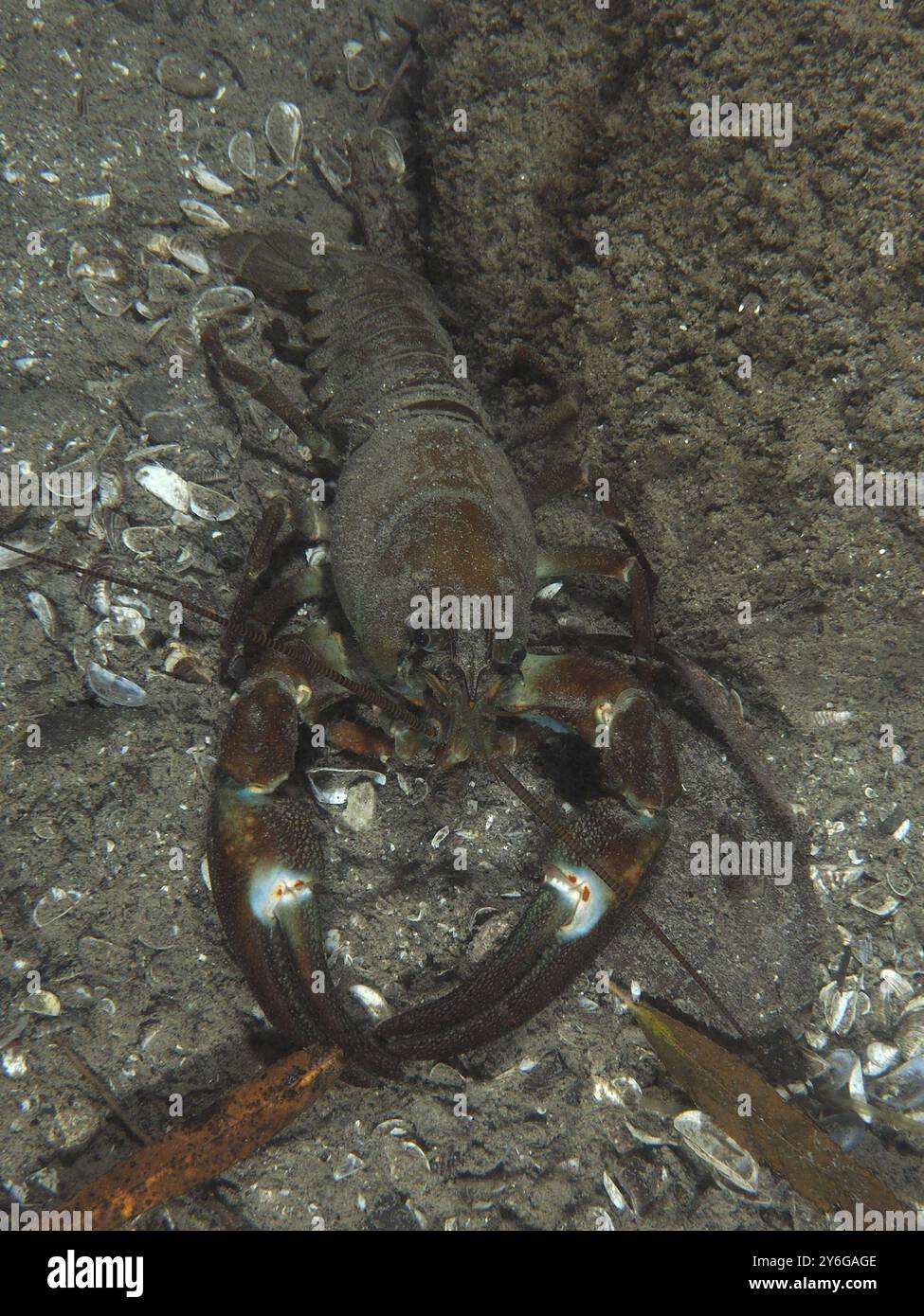 Underwater world night time view hi-res stock photography and images ...