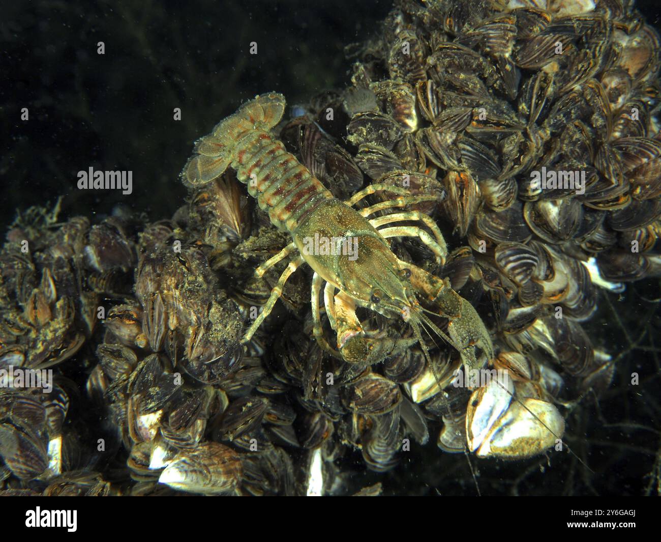 Crayfish (Faxonius limosus) at night, American crayfish, invasive ...