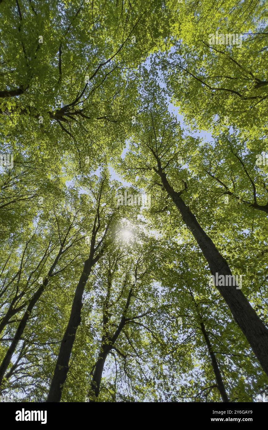 Trees, avenue, nature, cycle path, cycle track, recreation, climate ...
