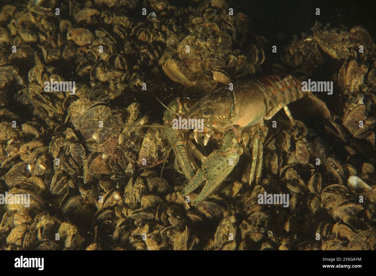 Crayfish (Faxonius limosus), American crayfish, invasive species ...